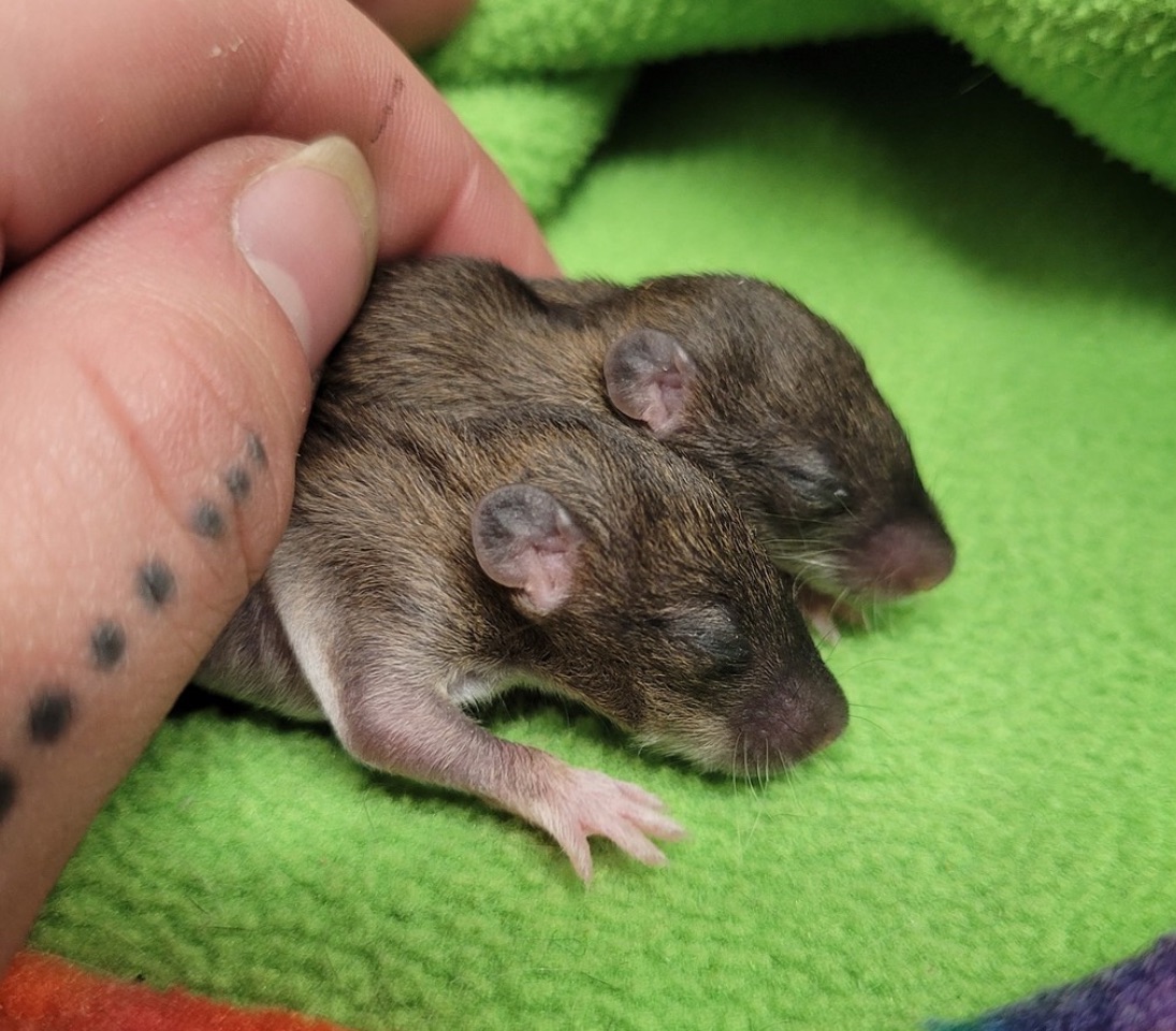 Education, First. – Smol Beans Rat Rescue